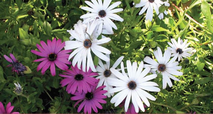 Pests, Weeds & Diseases | City of Kalamunda