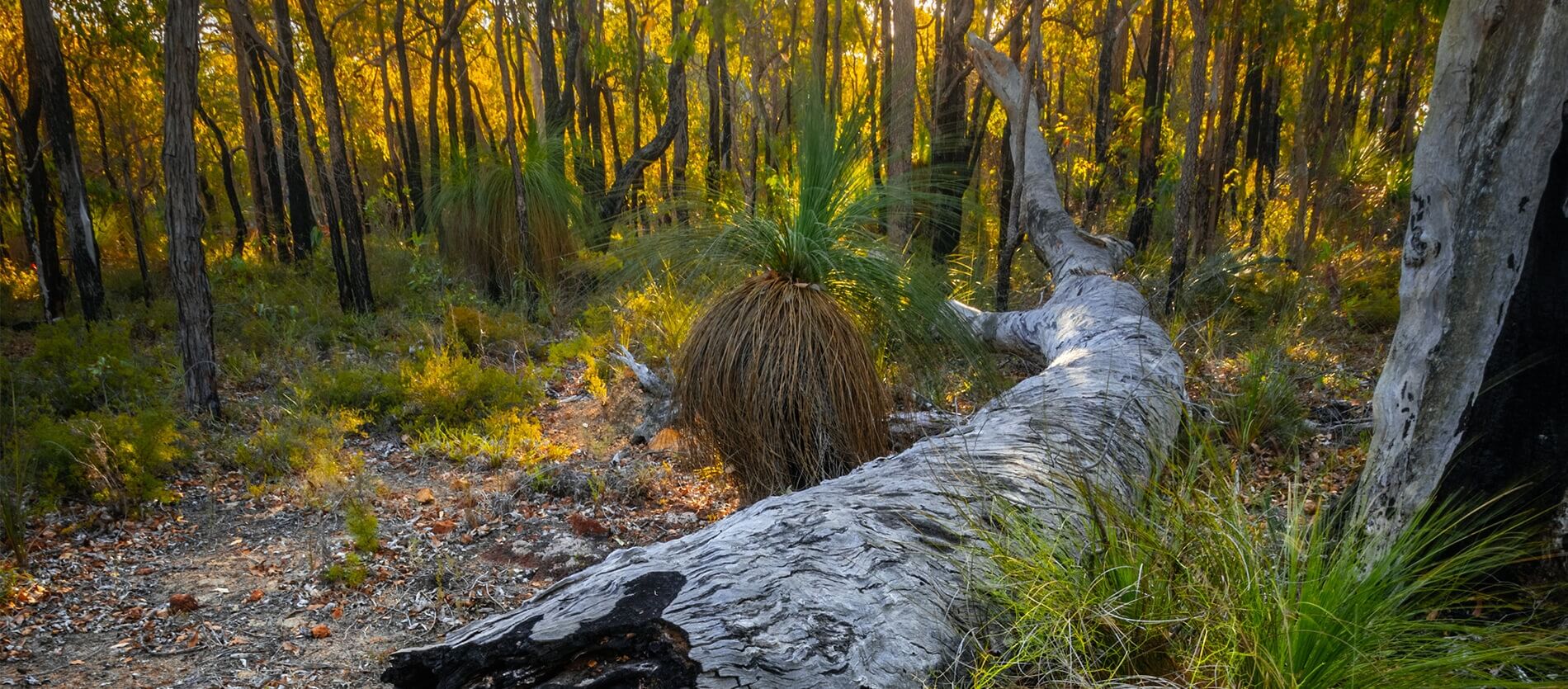 About Kalamunda | City of Kalamunda