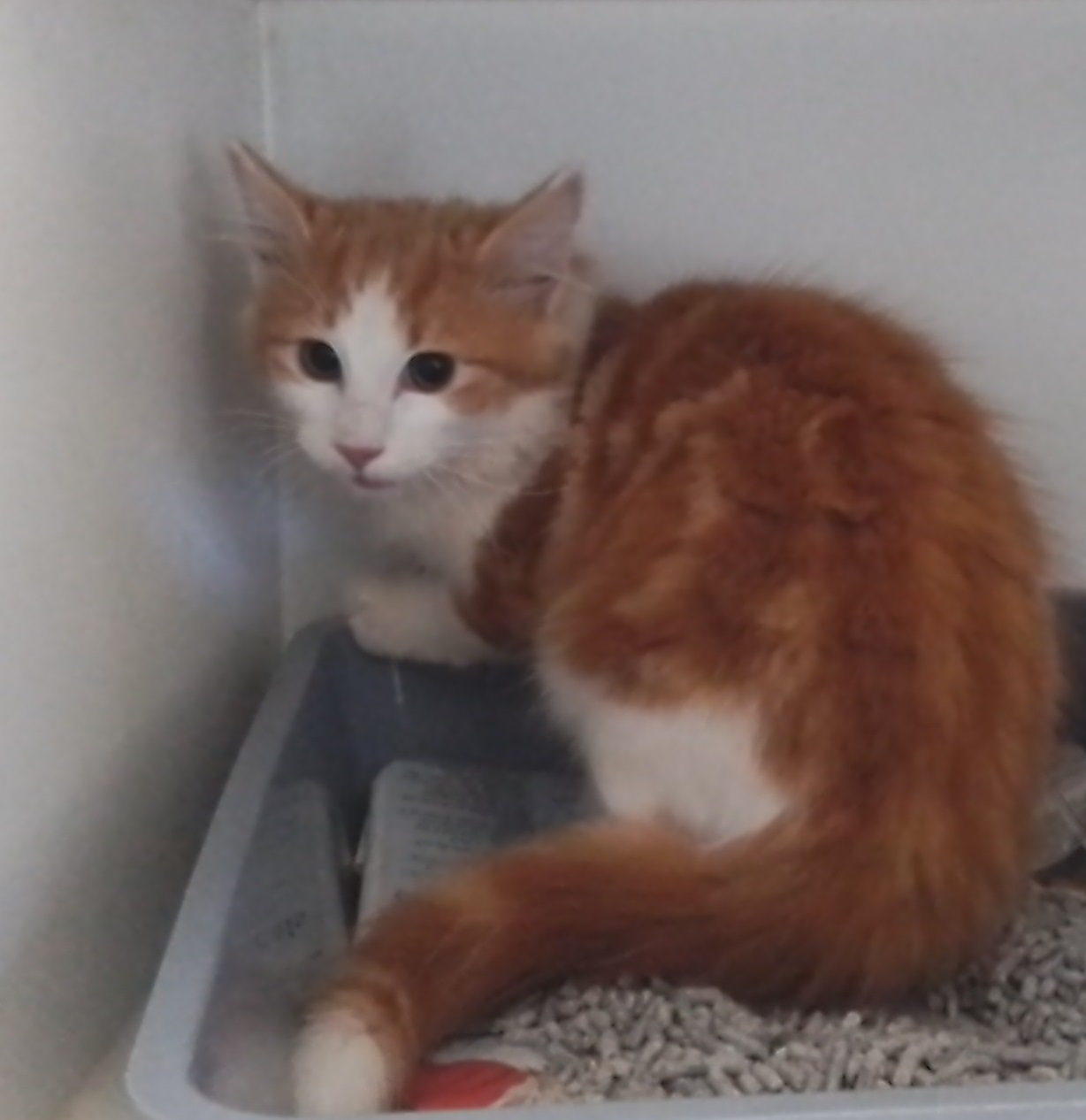 Impounded Animals | City of Kalamunda